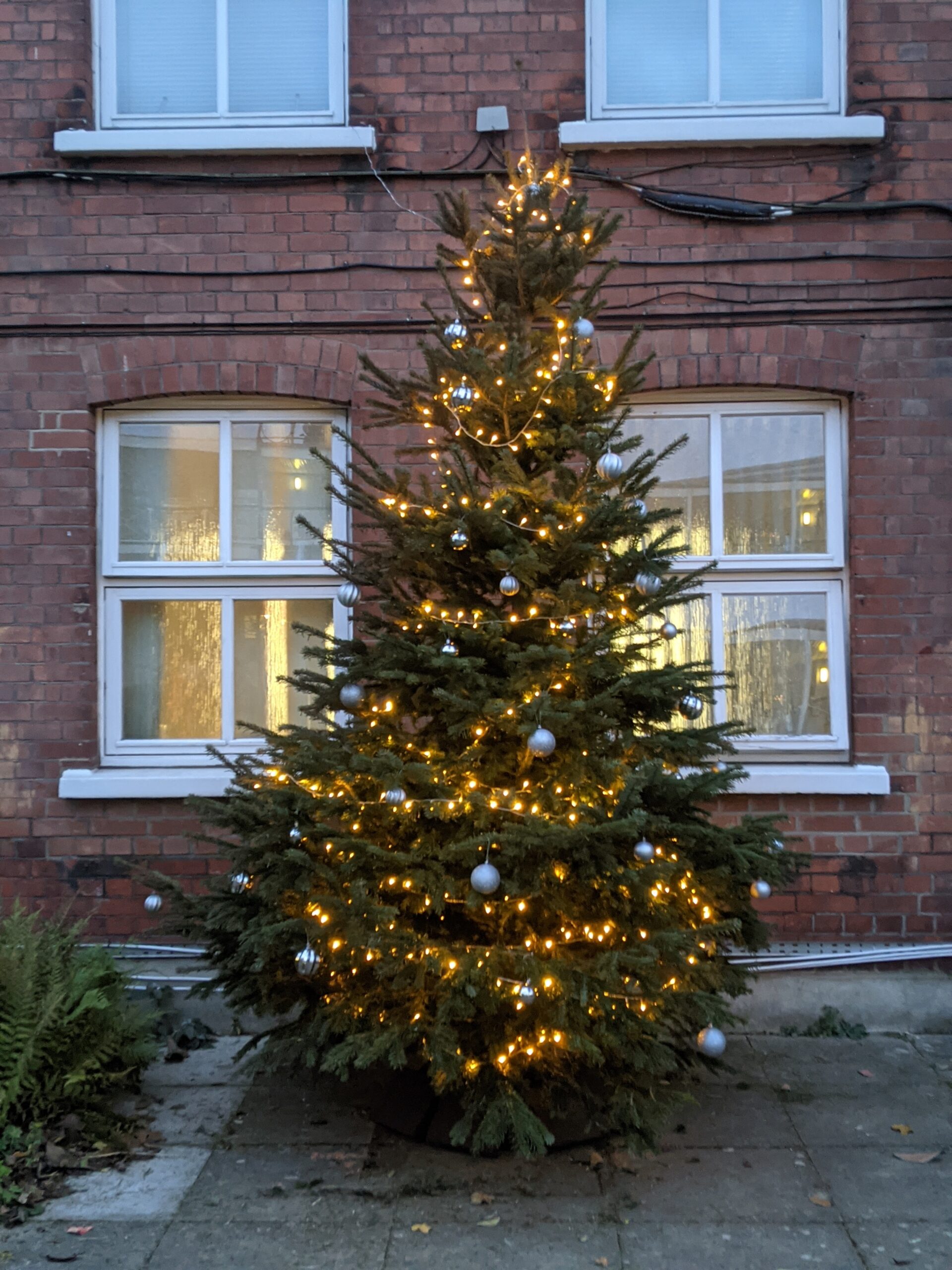 TSG Donates Christmas Trees - The Stoll Foundation